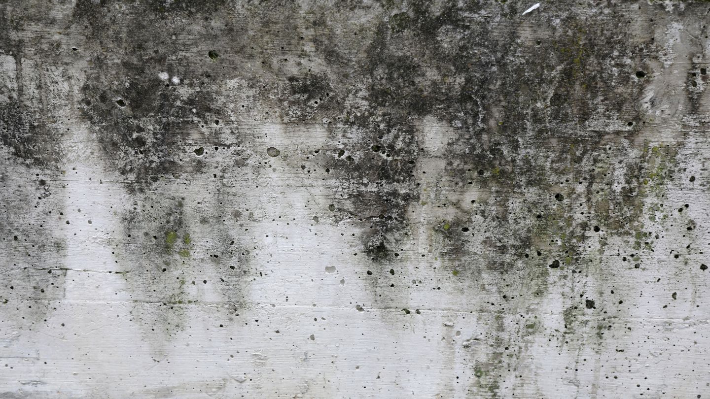 How to Spot, Remove & Prevent Black Mold in Your Home